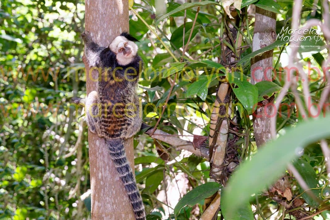 RABO DE MACACO - Portal 27